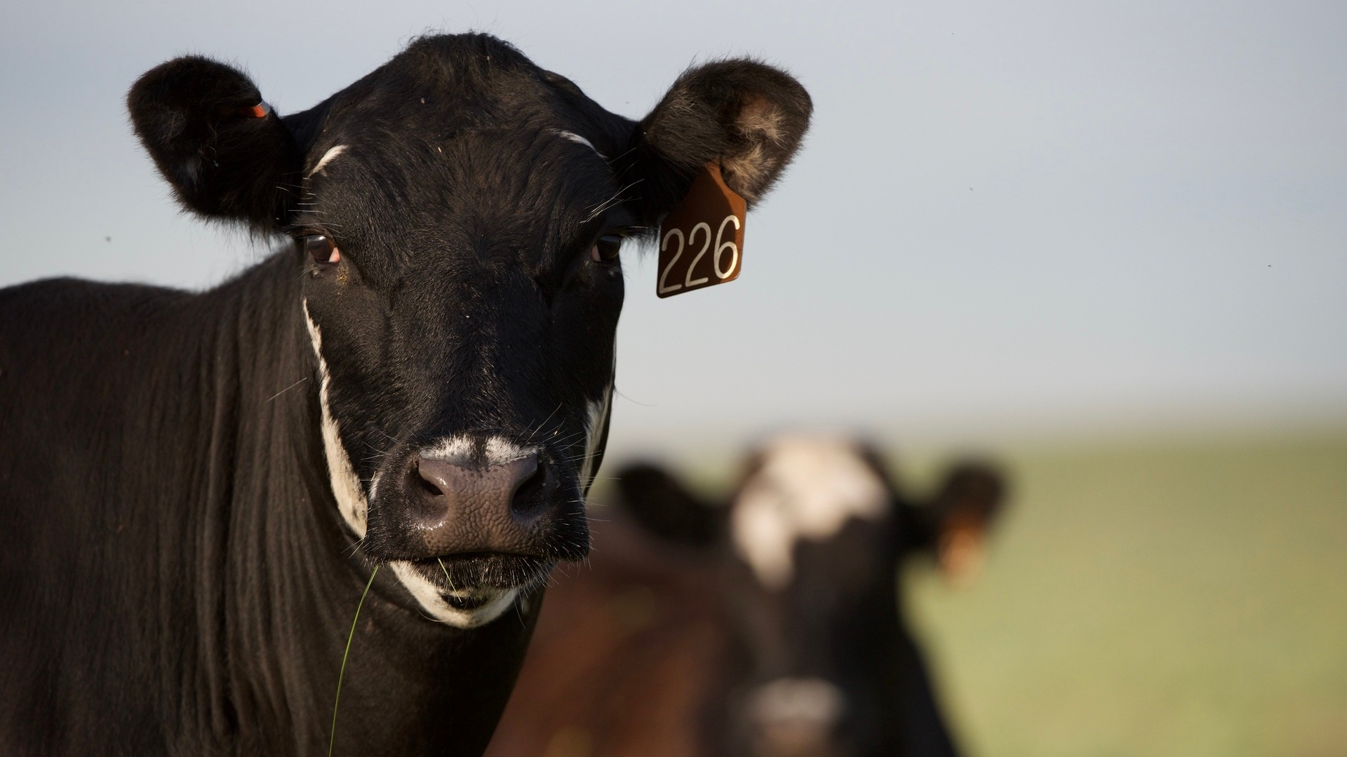 The ins and outs of beef cattle hormones
