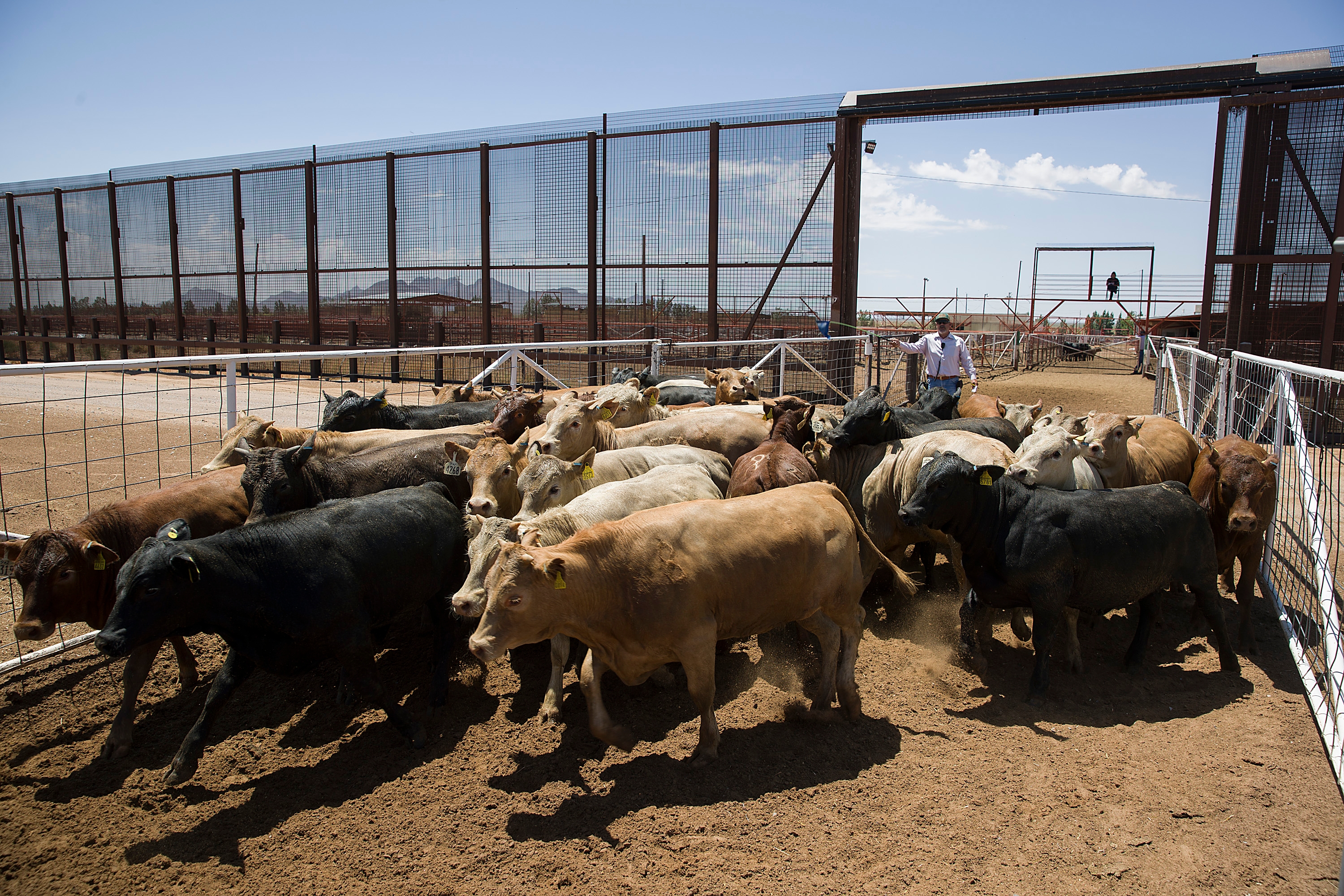 Your ultimate cattle chute buying guide