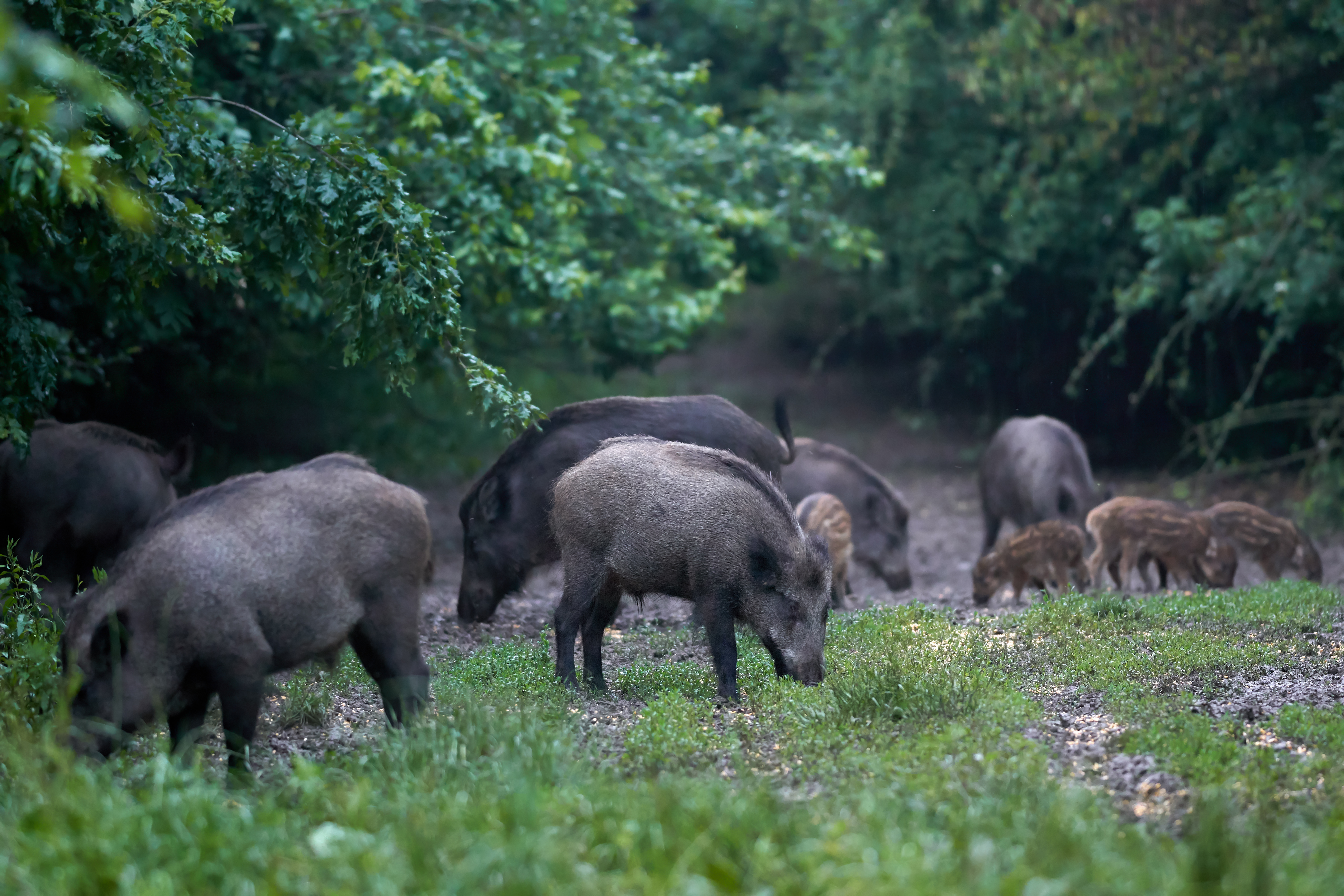 Feral Hogs