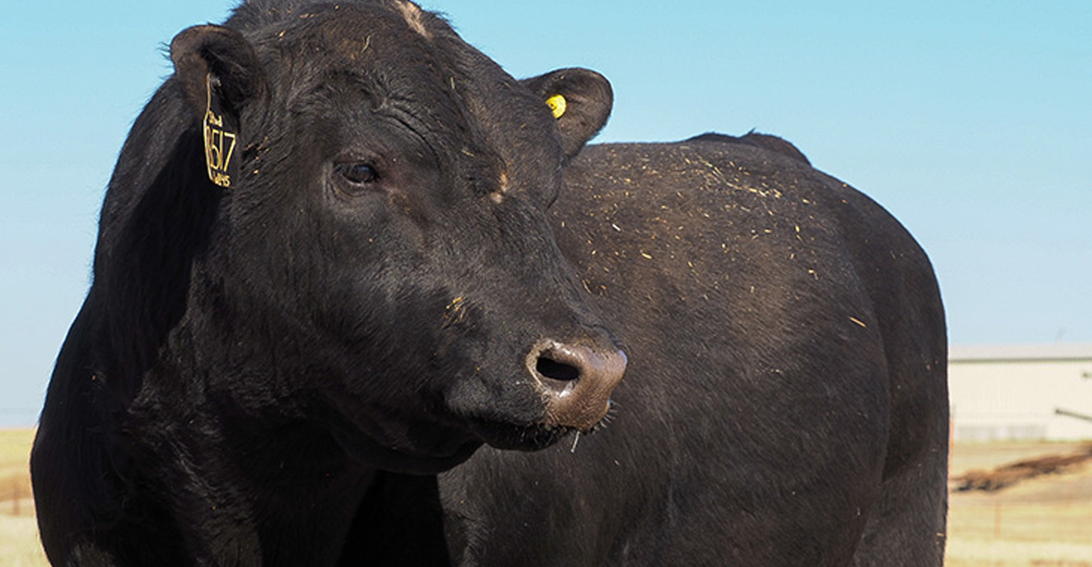 Cattle Breeding recent news | page 4 of 8 | Beef Magazine