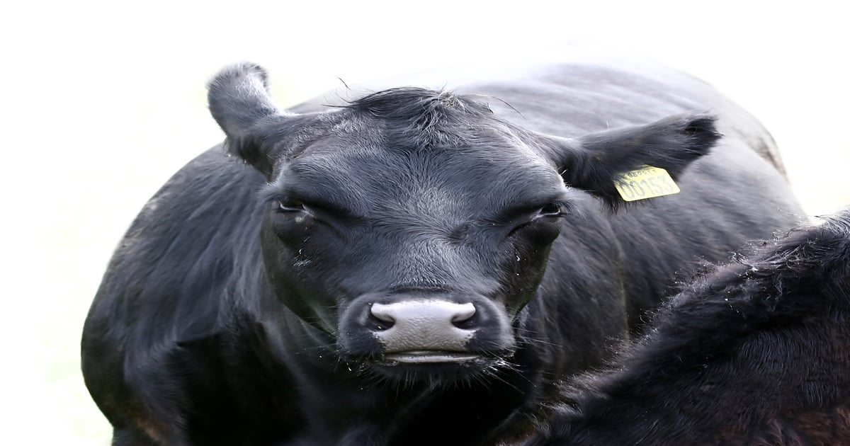 Congestive heart failure in finishing cattle on the rise