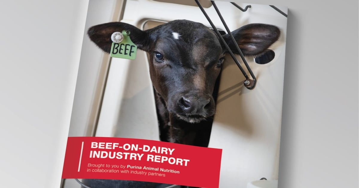 Tips for finishing beef-on-dairy cattle