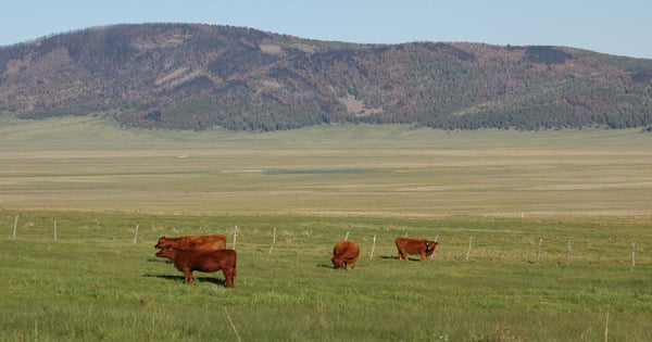 Why sustainable ranching means enhanced grazing management