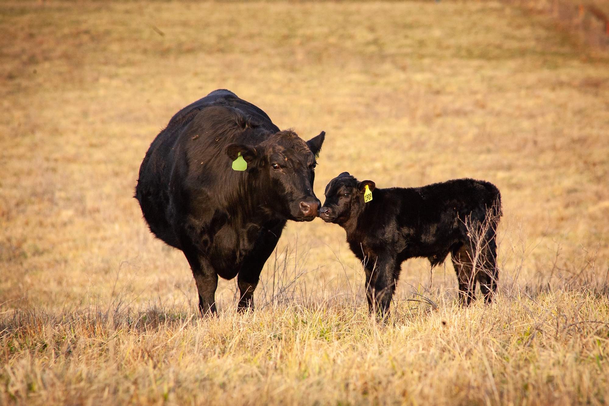 Cow-Calf Operation recent news | Beef Magazine