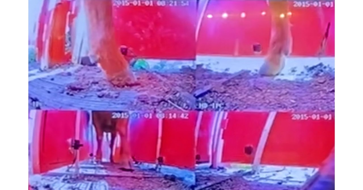 Hoof track aims to improve cattle breeding through a more accurate hoof ...