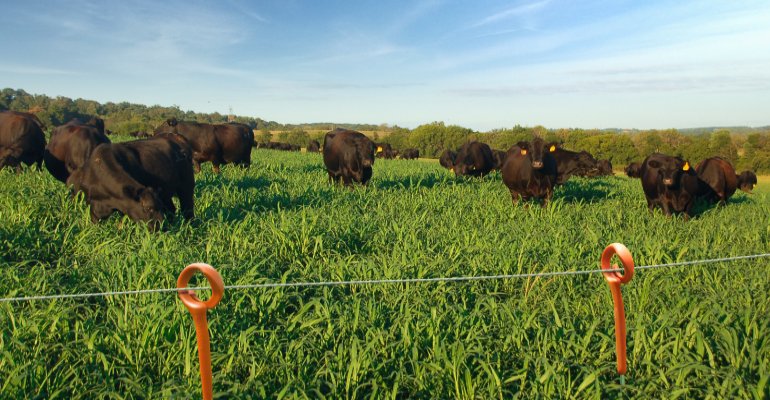 Managed grazing using portable electric fence improves feed quality