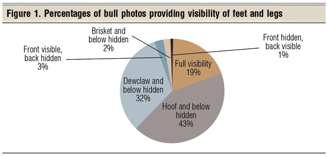 Leg conformation is too important to hide on bull photos
