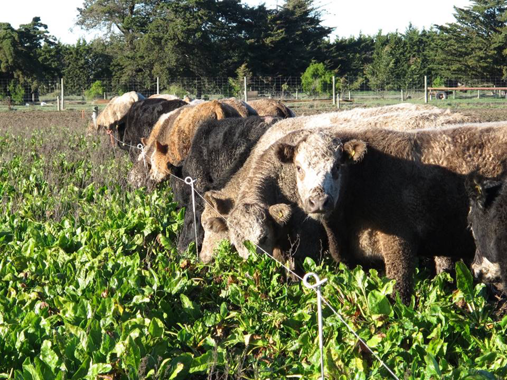 New Zealand grazing systems – Finishing cattle on fodder beet forage