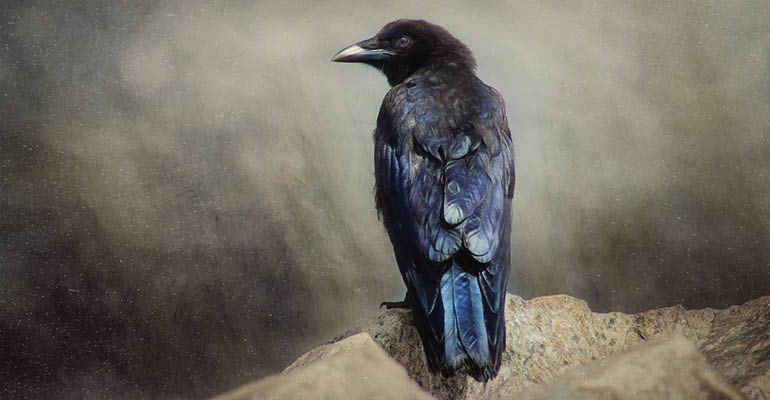 Raven Outsmarts Locked Waste Bin in Alaska