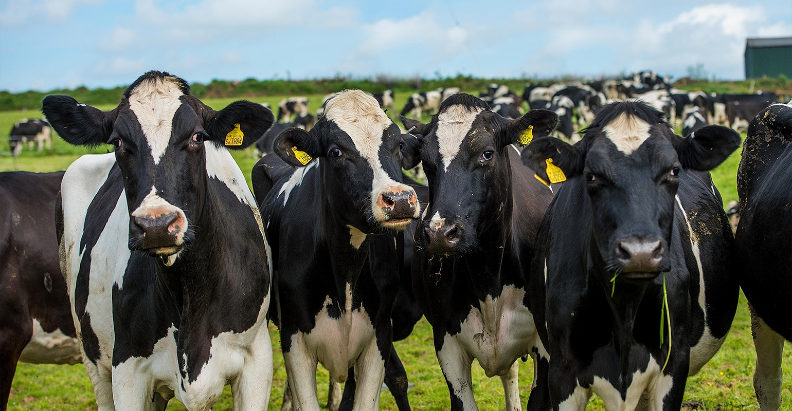 Dairy Lagoon Digesters: Part Two