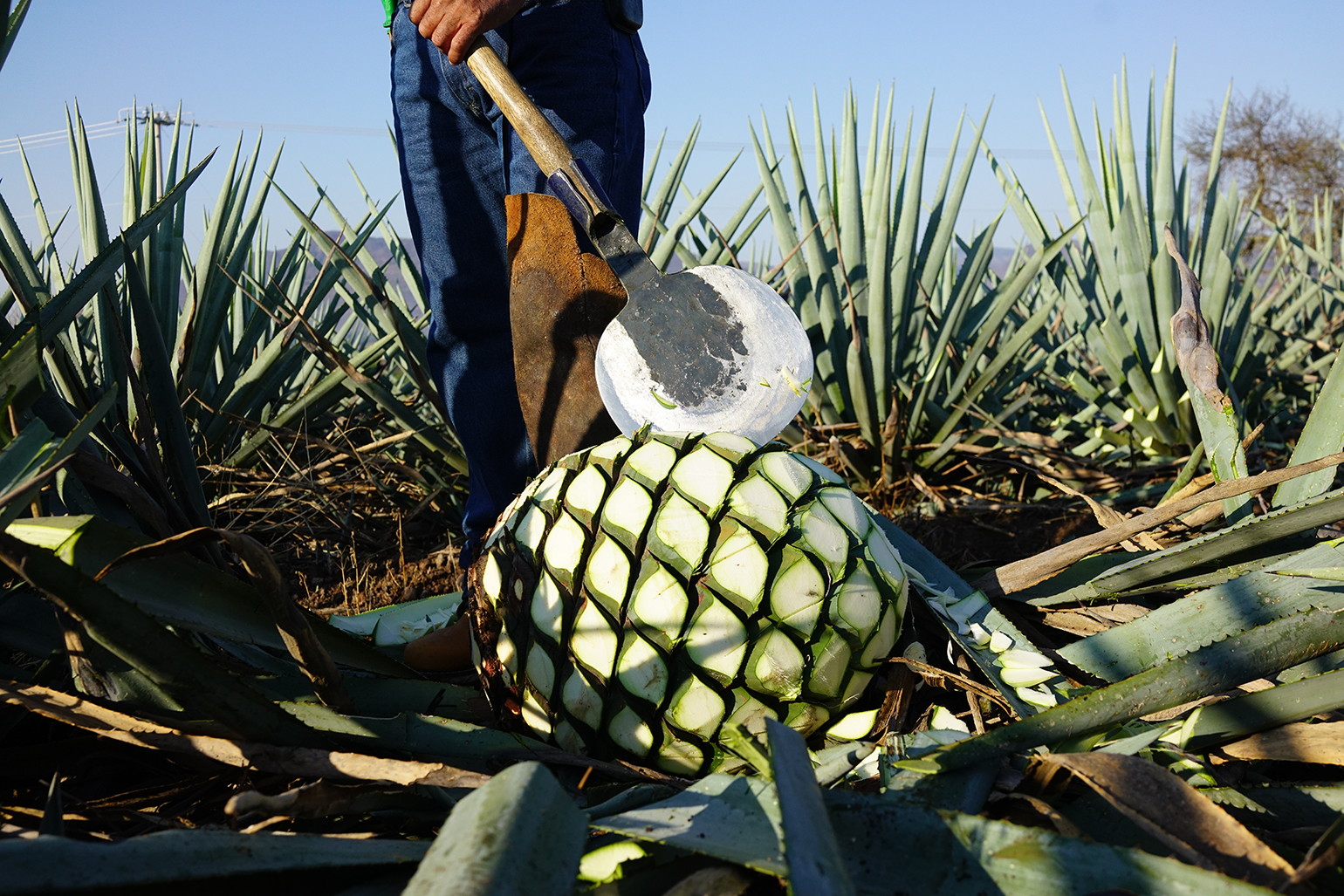 A Look at One Tequila Distiller’s Zero Waste Efforts