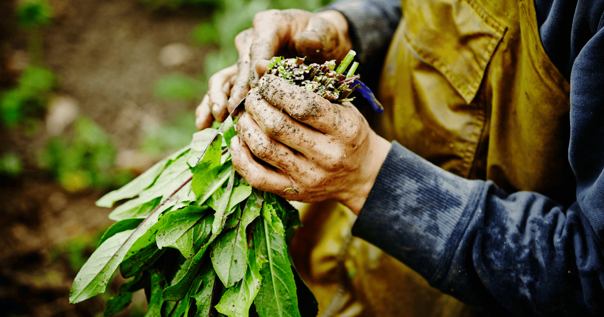 COVID-19 is Forcing Farmers to Waste Food