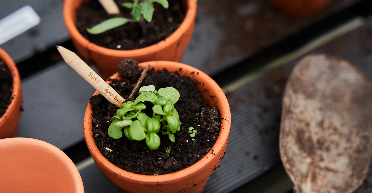 SproutWorld Celebrates 10 Years of Sustainability, Plantable Pencils