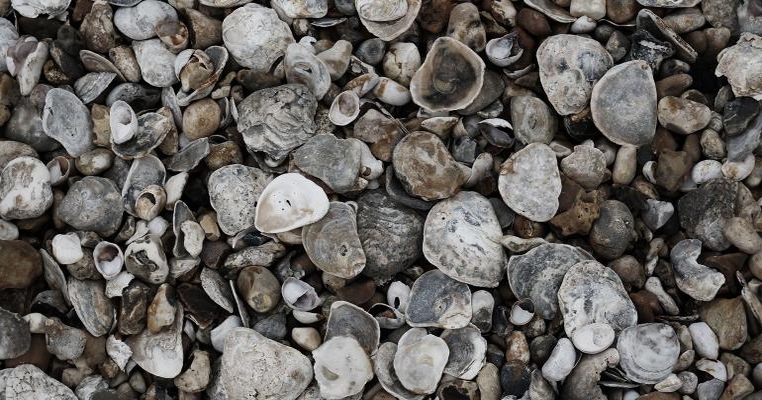 Oyster Shell Recycling Program Celebrates Seventh Anniversary, Multi ...