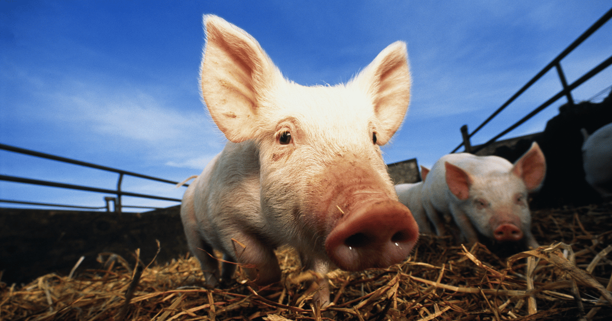 North Carolina's Hog Waste Presents Health, Environmental Issues