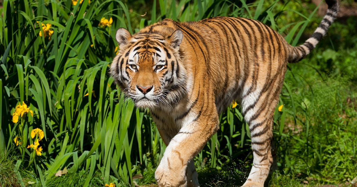 Video Shows Tiger Cleaning Up Litter from Waterhole in Tadoba-Andhari ...