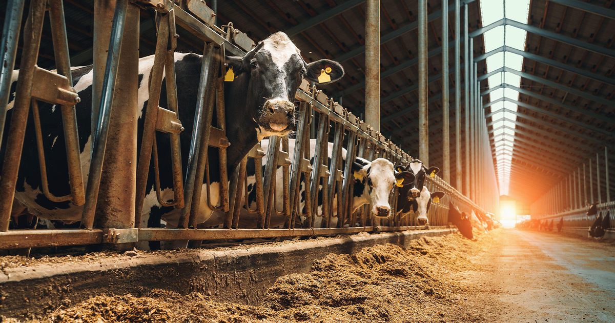 Biomass to Energy: How One Agriculture Waste Solution is Generating ...