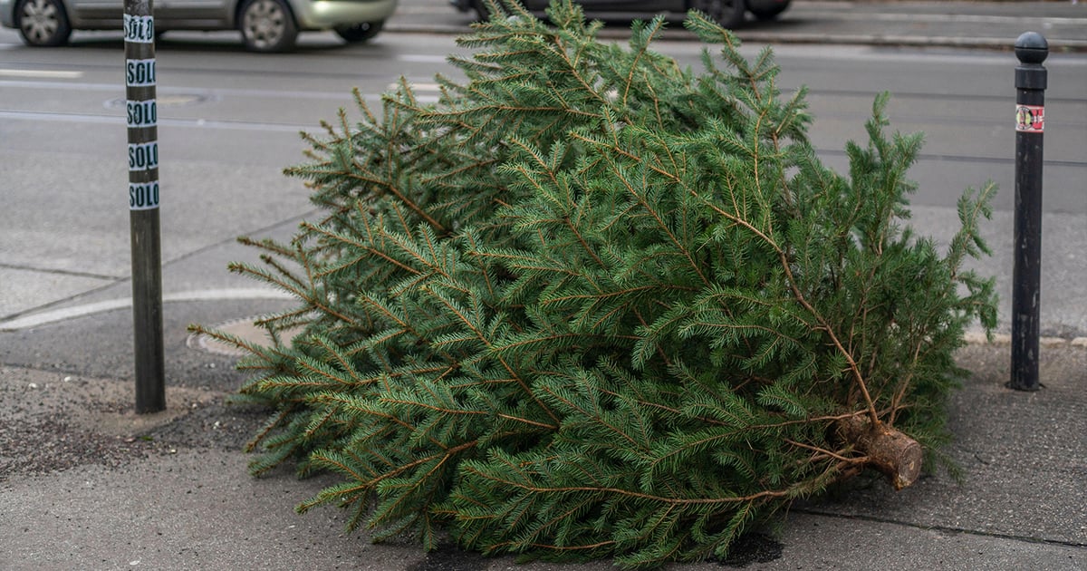 SF Program to Recycle Christmas Trees and Lights