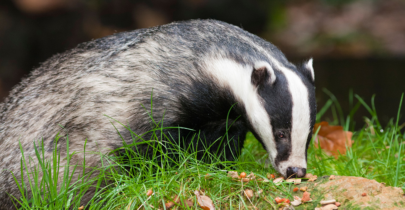 Badgers At Former Landfill Site Protected During Construction
