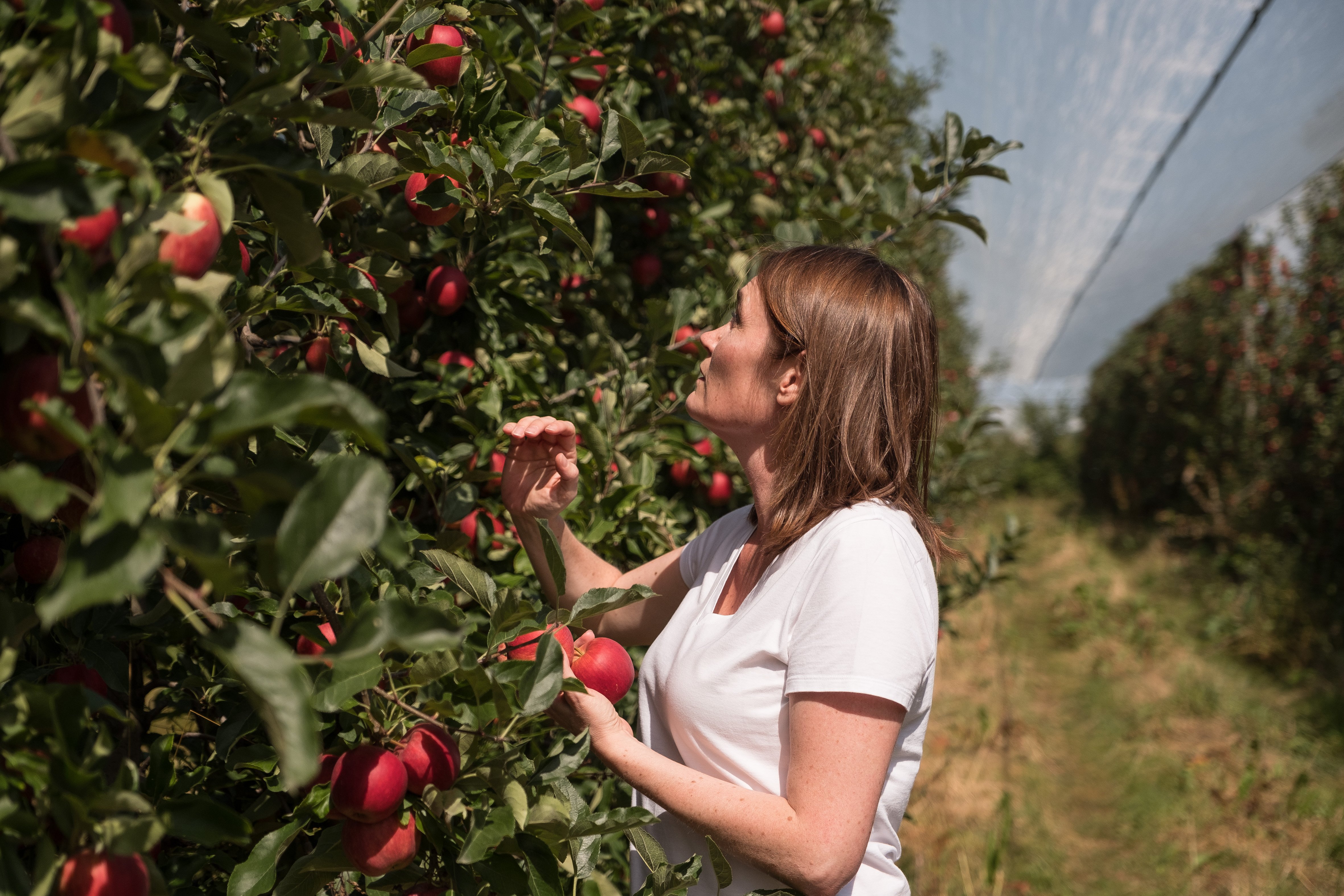 La pomme : le fruit à croquer