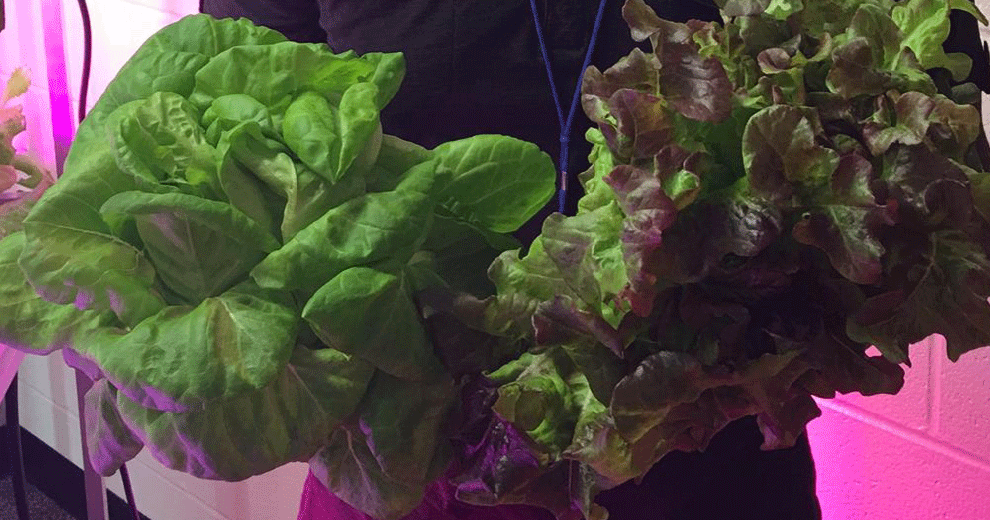 Student hydroponics supply school’s lettuce