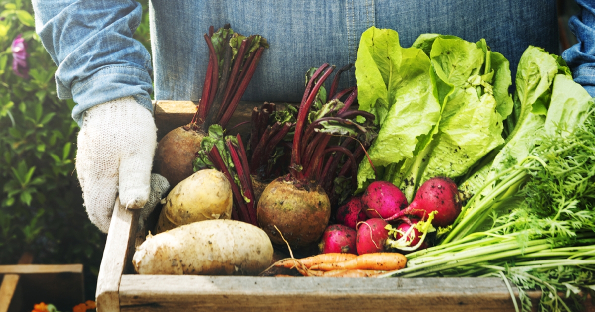 The Chef Ann Foundation is bringing scratch-made meals and local ...