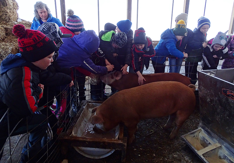 Pigs sustainably dispose of district’s kitchen scraps