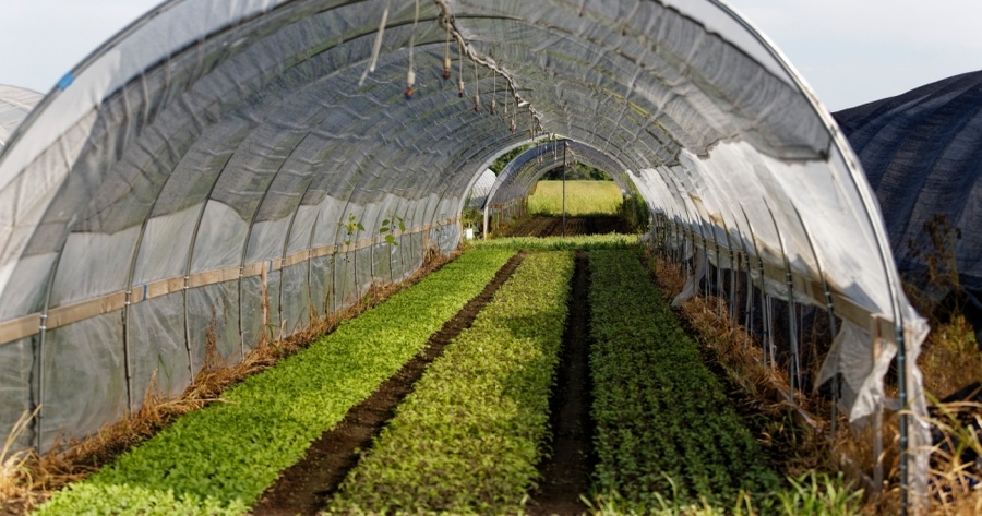 Bryan Health's salad bowl goes local, thanks to the collective clout of ...