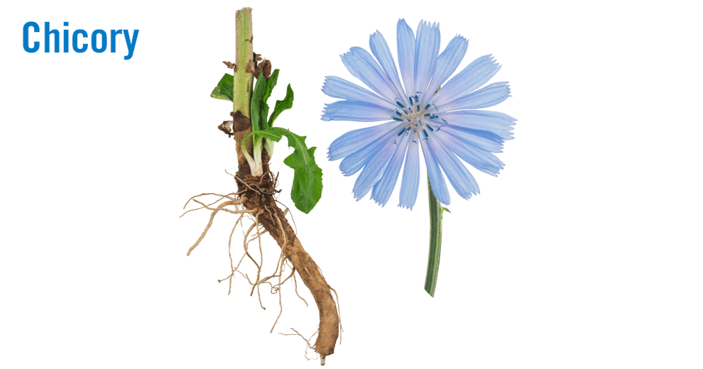Flavor of the Month: Chicory adds premium touch to food and drink
