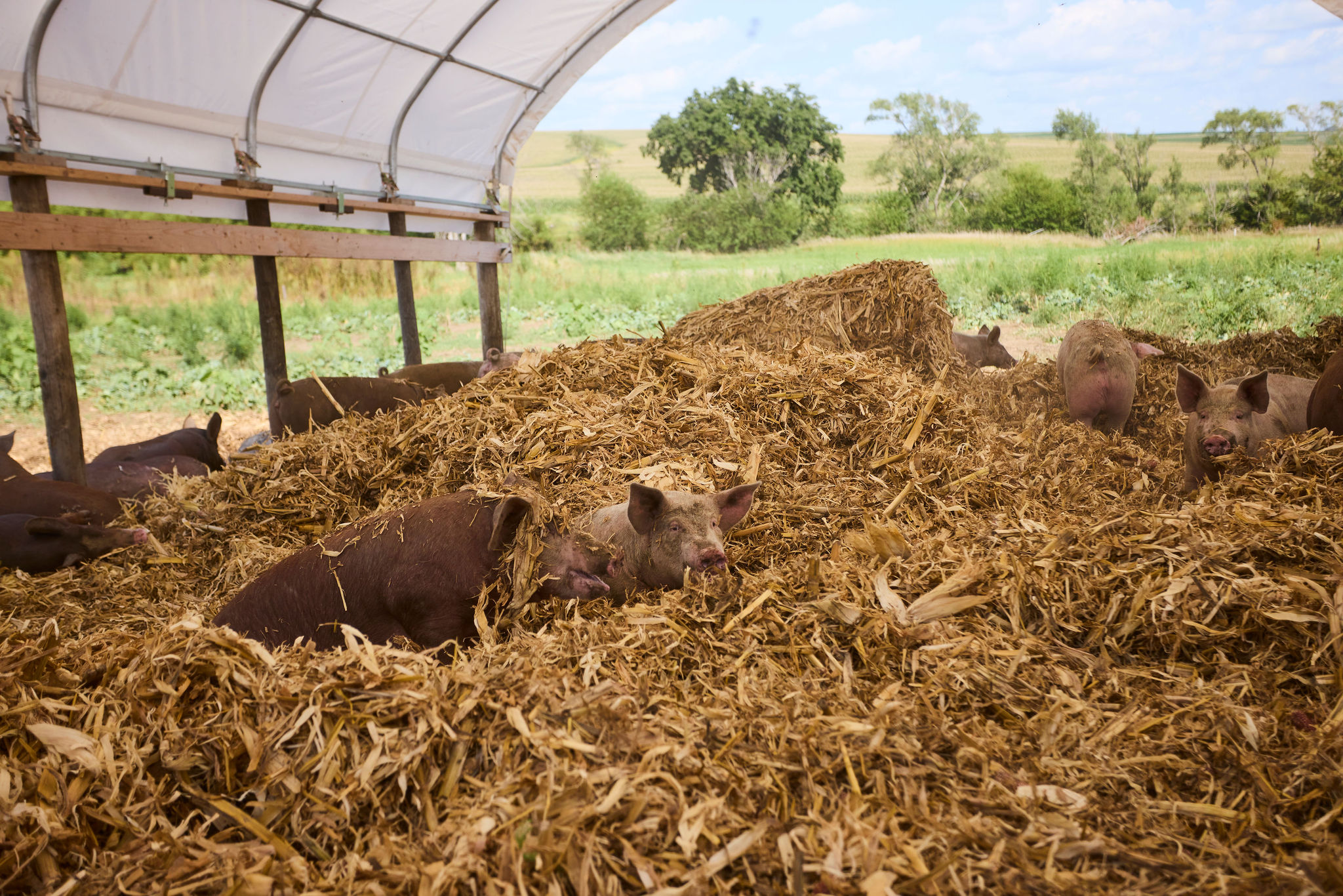 Niman Ranch hog farmers share their stories