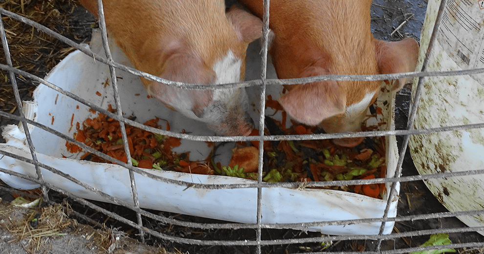 Pigs sustainably dispose of district’s kitchen scraps