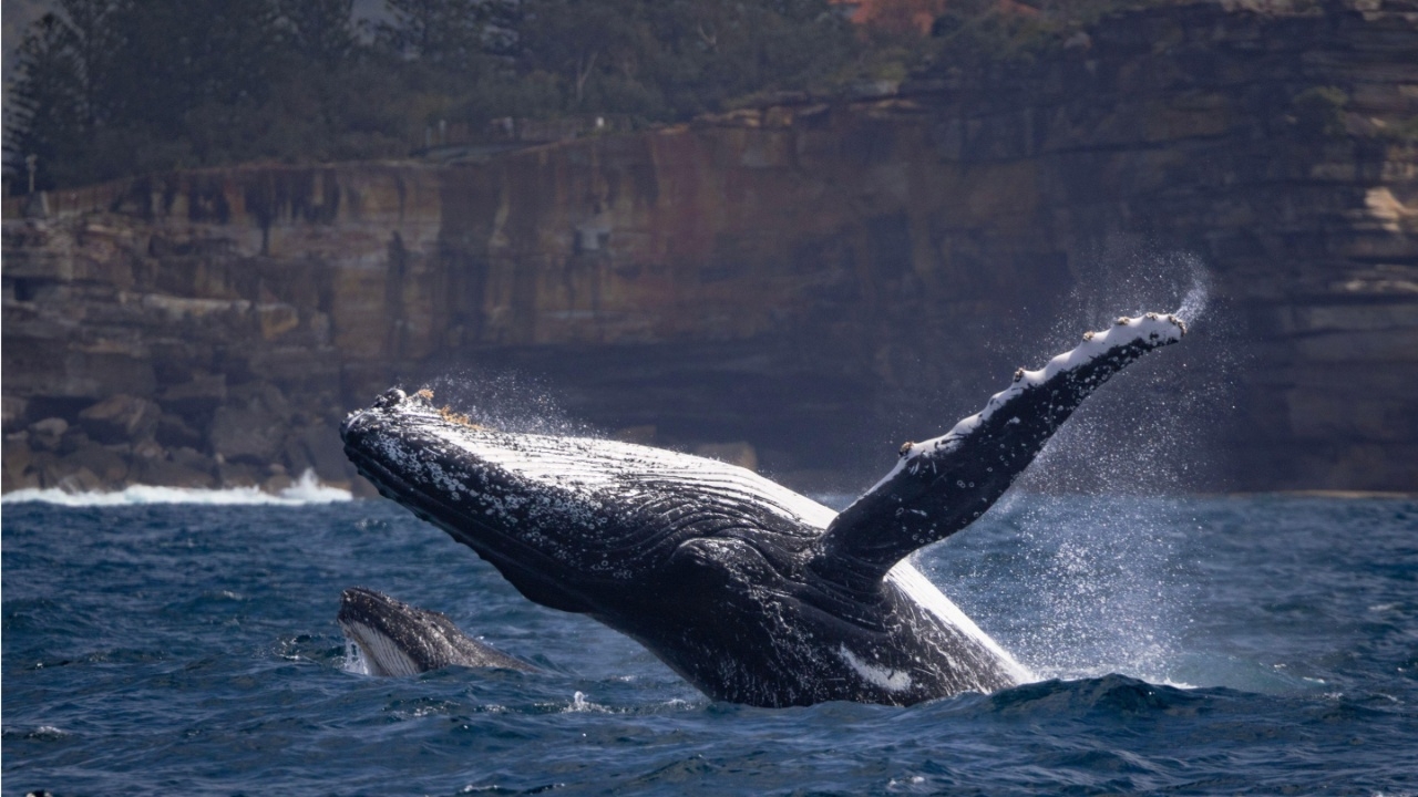 Ship crew training expands to reduce whale strikes