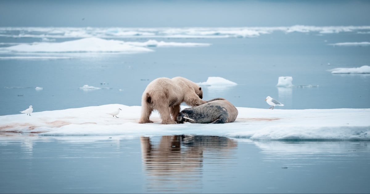 Secret Atlas reveals 2025 programme in polar regions