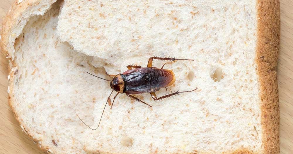 Cockroaches Could Reduce Food Waste, Greenhouse Gas Emissions