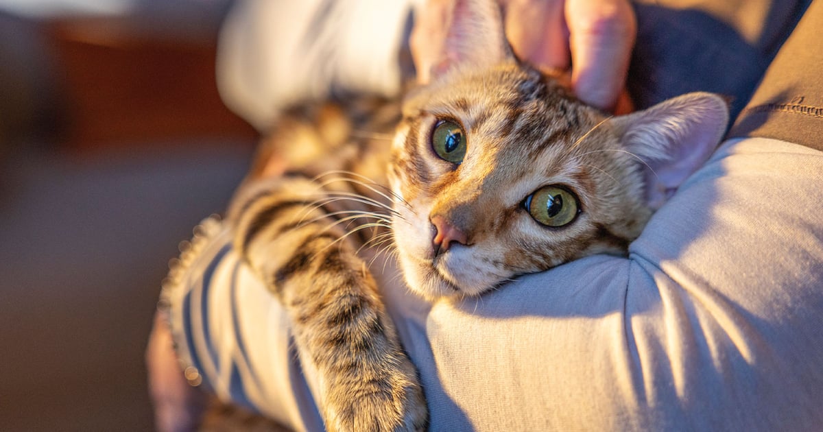Why 2026 is the “Year of the Cat”