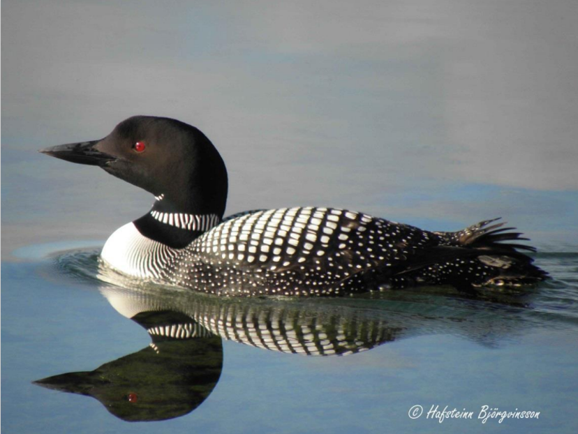 Skýrsla um fugla og önnur dýr á verndarsvæðum vatnsbóla Reykjavíkur