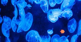 Small Fish, Big Pond: How to Avoid Getting Lost in the Takeover