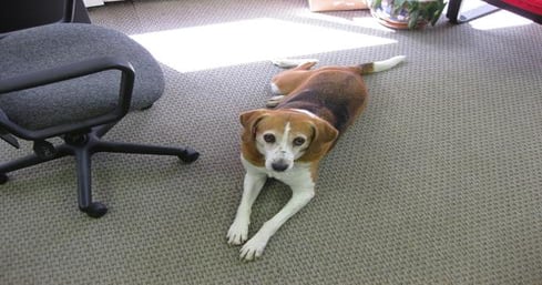 Dogs In The Data Center: Flexibility Gone Wild | InformationWeek
