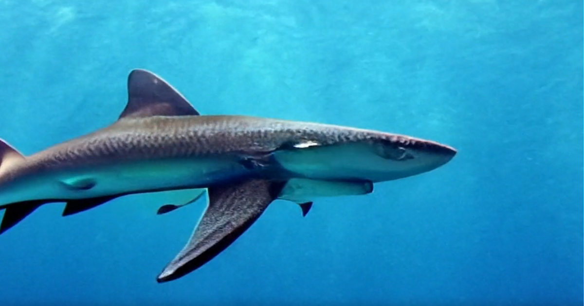 Text-to-Video Generative AI Models: The Definitive List