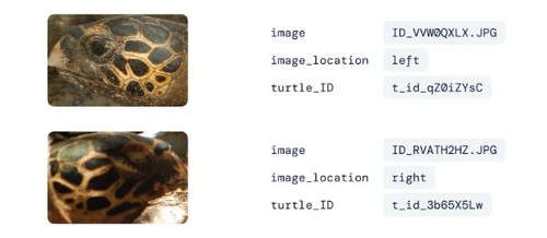 DeepMind and the sea turtle conservation challenge | AI Business