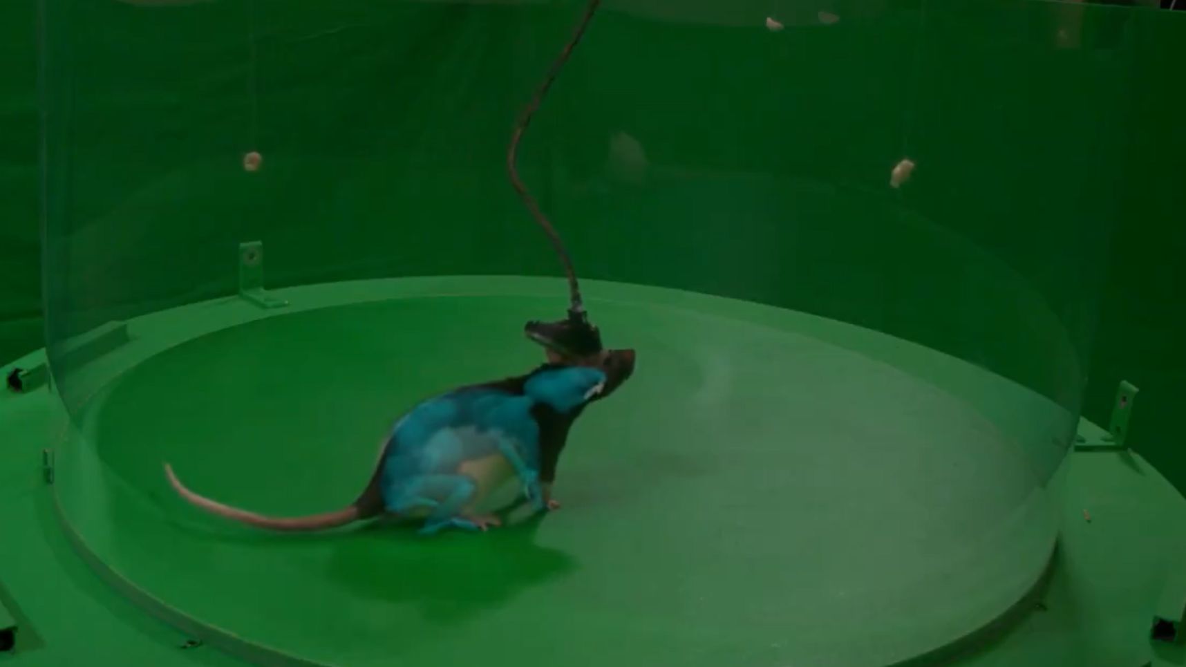Google DeepMind, Harvard Develop AI-Powered Virtual Rat to Study Movement