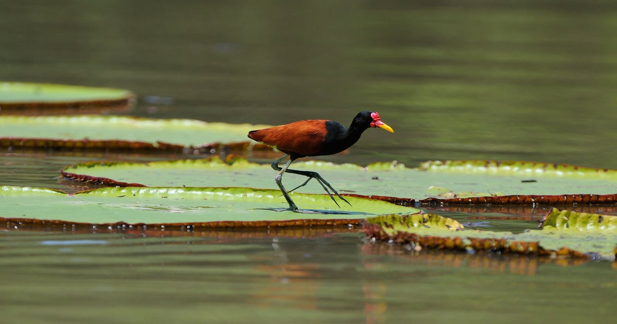 'Operation Jacana' Reveals DinodasRAT Custom Backdoor