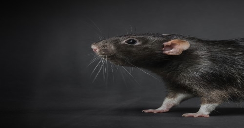 RATs 101: The Grimy Trojans That Scurry Through Remote Access Pipes