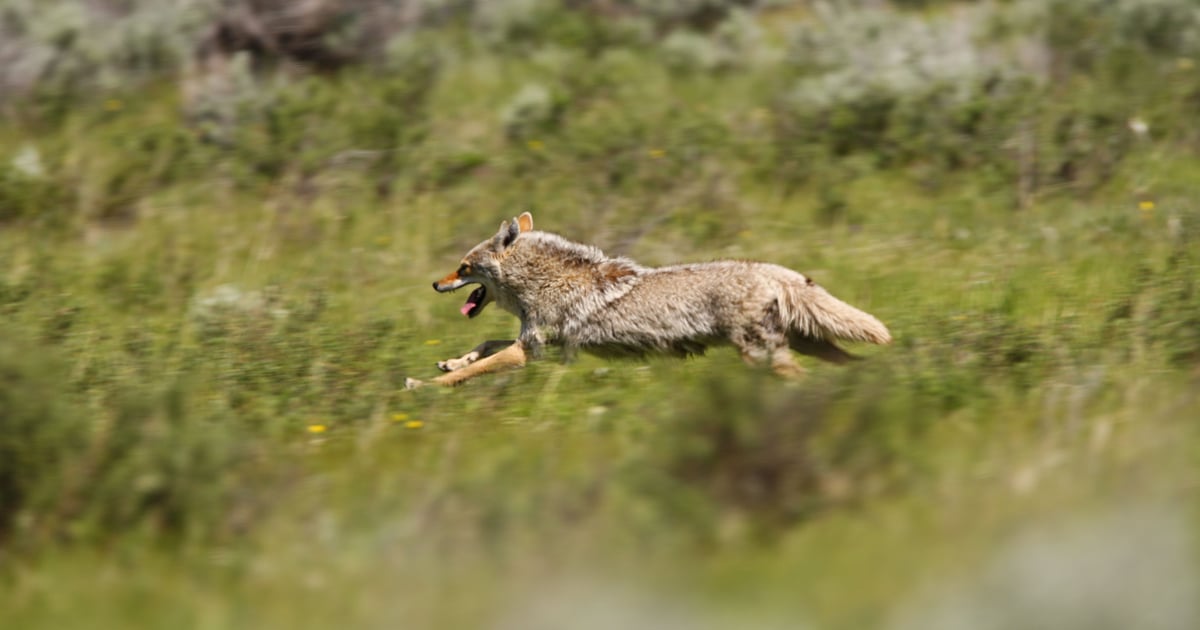 Coyote, Maverick Banking Trojans Run Rampant in Brazil