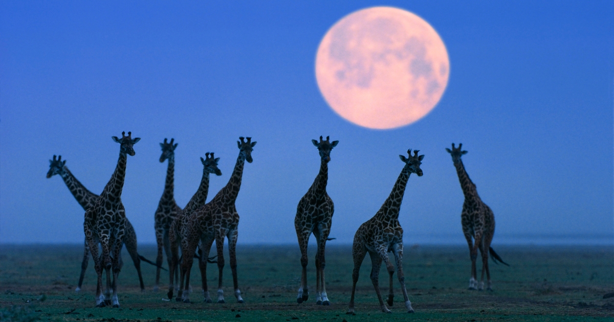 Interpol Arrests 1K+ in 'Operation Serengeti 2.0'