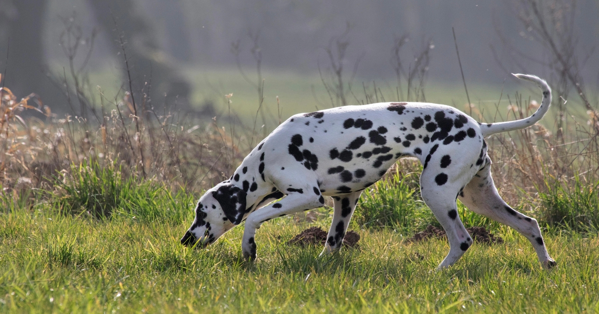 Authorities Arrest Teens for Alleged Russian Espionage