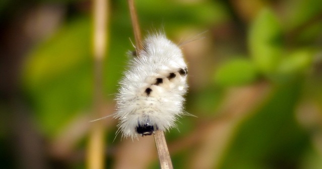 Fuzzing 101: Why Bug Hunters Still Love It After All These Years