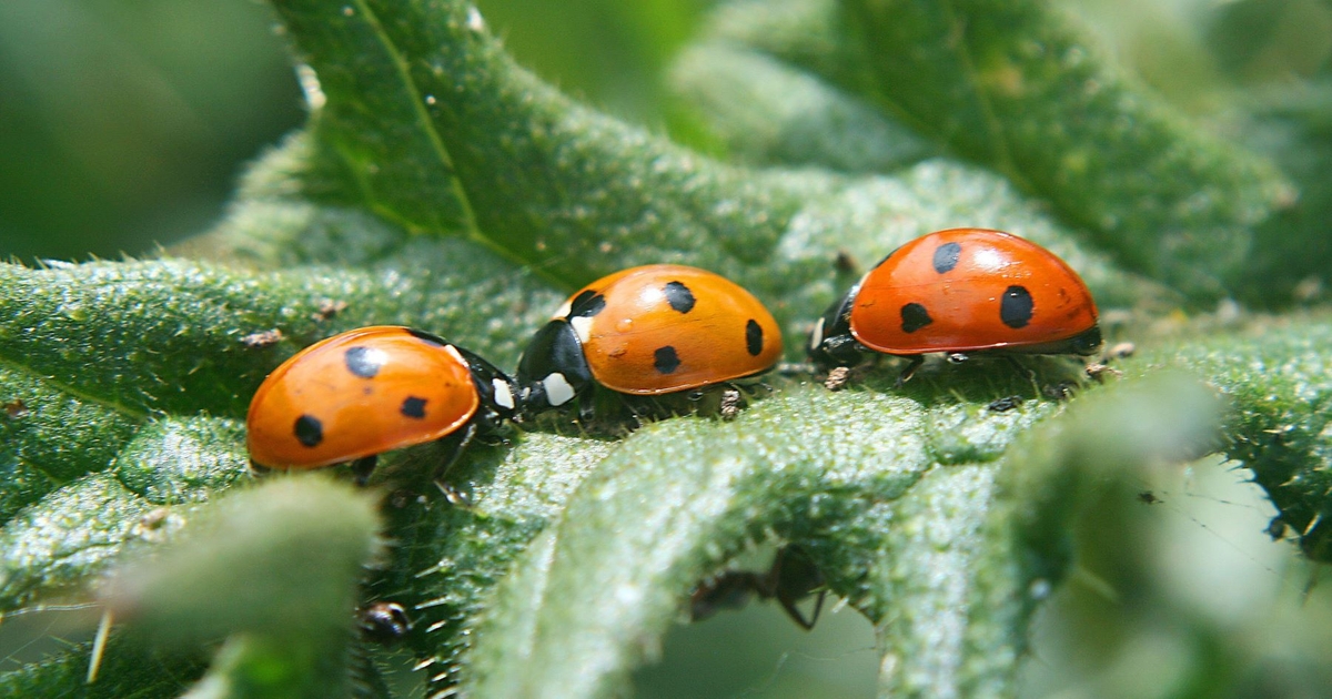 3 Severe Bugs Patched in Versa's Concerto Orchestrator