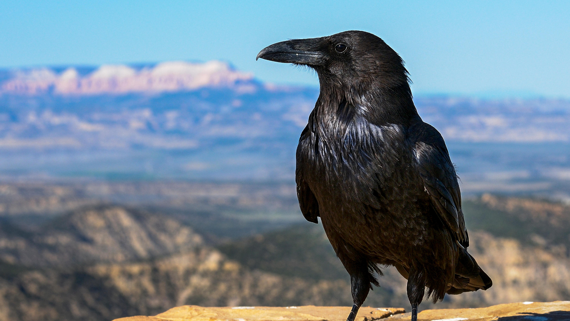 Raven Stealer Scavenges Chromium Data Via Telegram