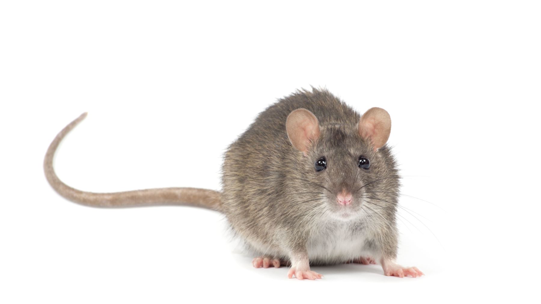 How Evolving RATs Are Redefining Enterprise Security Threats